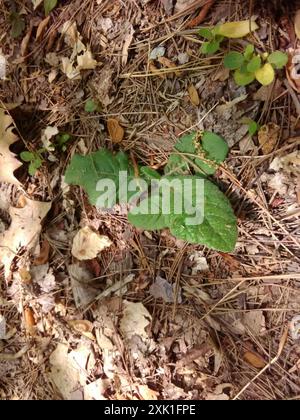 common elephant's-foot (Elephantopus tomentosus) Plantae Stock Photo ...