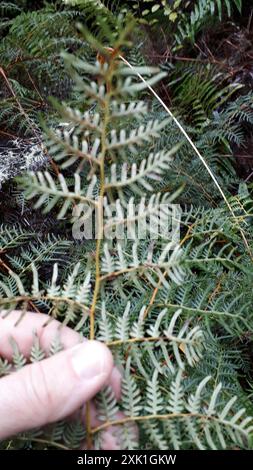 Austral Bracken (Pteridium esculentum) Plantae Stock Photo - Alamy