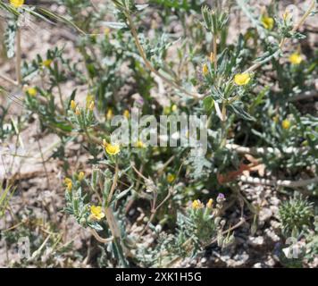 Blazingstars (Mentzelia) Plantae Stock Photo - Alamy