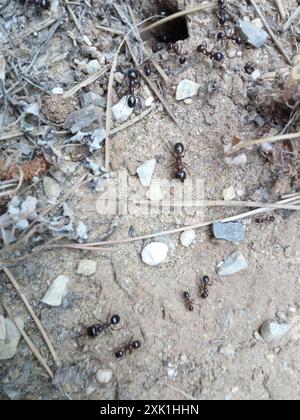 Messor Harvester Ants (Messor) Insecta Stock Photo - Alamy
