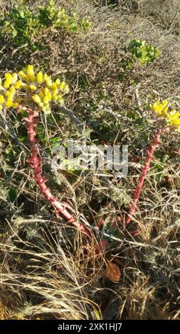 Coast Dudleya (Dudleya caespitosa) Plantae Stock Photo - Alamy