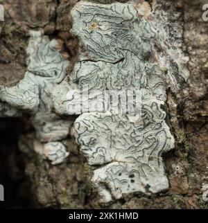 Script Lichens and Allies (Graphidaceae), Fungi, Wynyard TAS 7325 ...