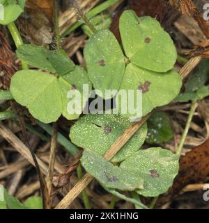 Spotted medick (Medicago arabica) Plantae Stock Photo - Alamy