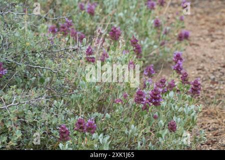 Rose Sage (Salvia pachyphylla), Plantae, Riverside County, CA, USA ...