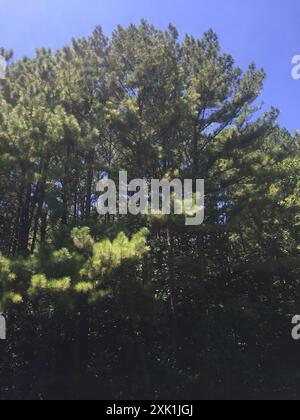 loblolly pine (Pinus taeda) Plantae Stock Photo - Alamy