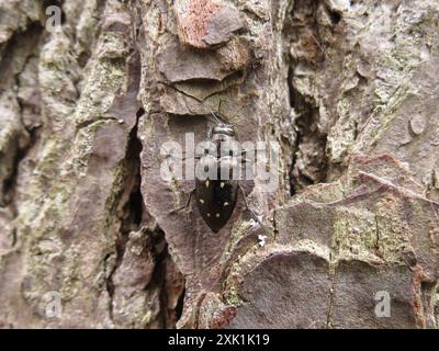 Hemlock Borer (Phaenops fulvoguttata), Insecta, East Ithaca, NY 14850 ...