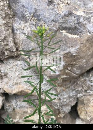 Western Tansymustard (Descurainia pinnata) Plantae Stock Photo - Alamy