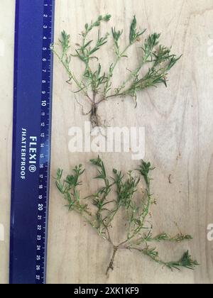 Saltmarsh Sand Spurry (Spergularia marina) Plantae Stock Photo - Alamy