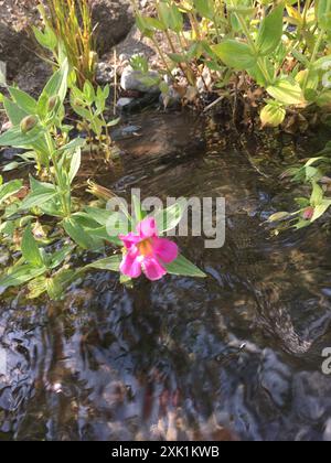 Lewis' monkeyflower (Erythranthe lewisii) Plantae Stock Photo - Alamy