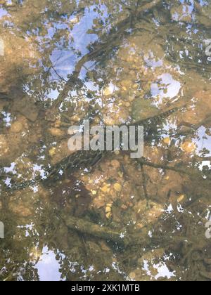 Spotted Gar (Lepisosteus oculatus) Actinopterygii Stock Photo - Alamy