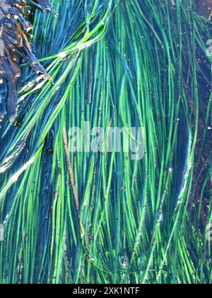 Torrey's Surfgrass (Phyllospadix torreyi), Plantae, Dana Point, Dana ...