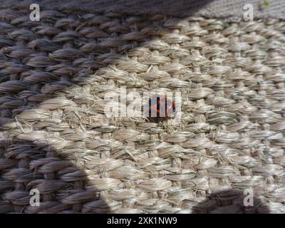 Painted bug (Eurydema dominulus), Insecta, Saitama, JP Stock Photo - Alamy