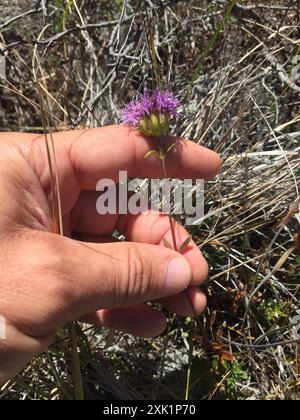 serpentine monardella (Monardella purpurea) Plantae Stock Photo - Alamy