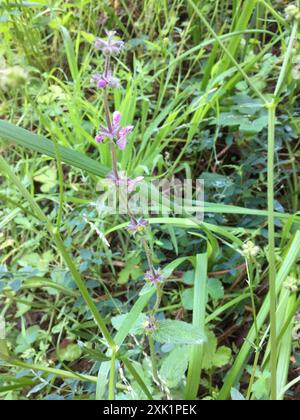 Rough Hedgenettle (Stachys rigida) Plantae Stock Photo - Alamy