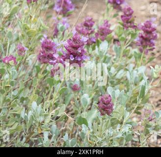 Rose Sage (Salvia pachyphylla), Plantae, Riverside County, CA, USA ...