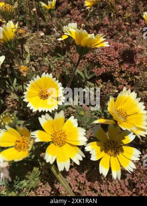 tidy tips (Layia platyglossa) Plantae Stock Photo - Alamy