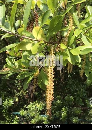 Swamp titi (Cyrilla racemiflora) Plantae Stock Photo - Alamy