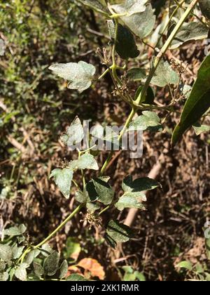 Pipestem Clematis (Clematis lasiantha) Plantae Stock Photo - Alamy