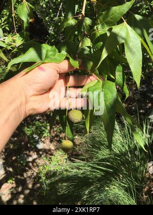 Arizona sycamore (Platanus wrightii) Plantae Stock Photo - Alamy