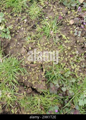 Bottle Liverworts (Sphaerocarpos) Plantae Stock Photo - Alamy