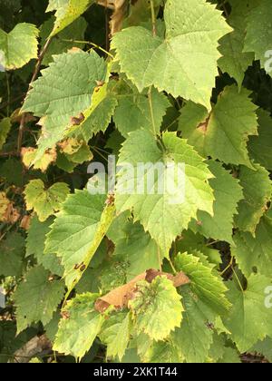 riverbank grape (Vitis riparia) Plantae Stock Photo - Alamy