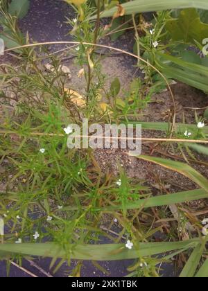 Rust Weed (Polypremum procumbens) Plantae Stock Photo - Alamy
