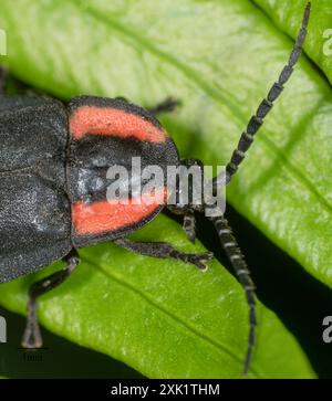 Diurnal Fireflies (Ellychnia) Insecta Stock Photo - Alamy
