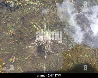 quillworts (Isoetes) Plantae Stock Photo - Alamy