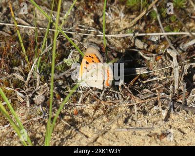 American Copper (Lycaena hypophlaeas) Insecta Stock Photo - Alamy