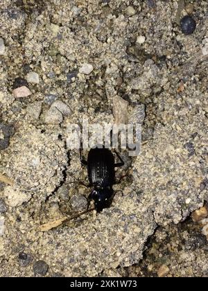 European Gazelle Beetle (Nebria brevicollis) Insecta Stock Photo - Alamy