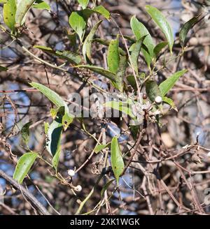greenbriers (Smilax) Plantae Stock Photo - Alamy