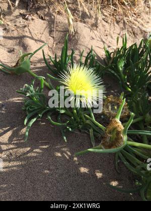 Pig's-root (Conicosia pugioniformis) Plantae Stock Photo - Alamy