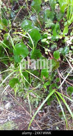 kidney fern (Hymenophyllum nephrophyllum) Plantae Stock Photo - Alamy