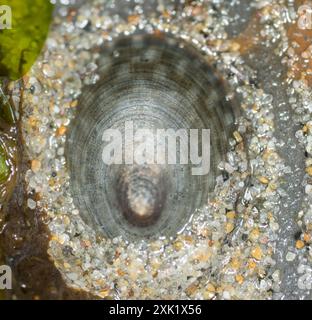 True Limpets (Patellogastropoda) Mollusca Stock Photo - Alamy