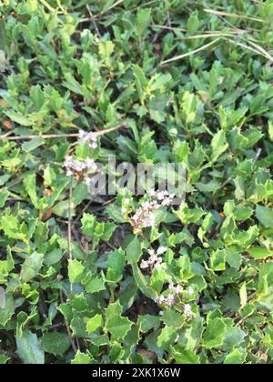 Mahala mat (Ceanothus prostratus) Plantae Stock Photo - Alamy