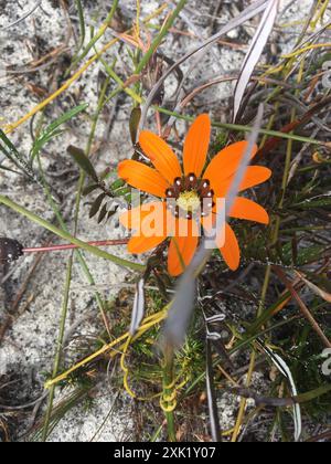 Cockscomb Gazania (Gazania pectinata) Plantae Stock Photo - Alamy
