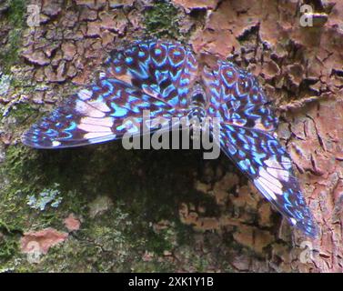 Red Cracker (Hamadryas amphinome) Insecta Stock Photo - Alamy