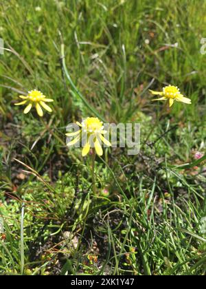 glue-seed (Blennosperma nanum) Plantae Stock Photo - Alamy