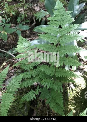 intermediate wood fern (Dryopteris intermedia) Plantae Stock Photo - Alamy