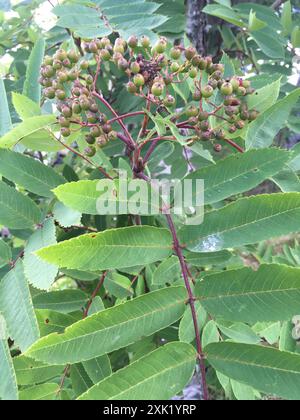 showy mountain-ash (Sorbus decora) Plantae Stock Photo - Alamy