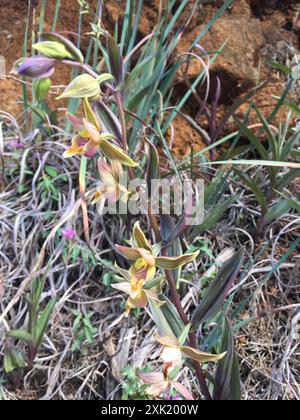 Stream Orchid (Epipactis gigantea) Plantae Stock Photo - Alamy