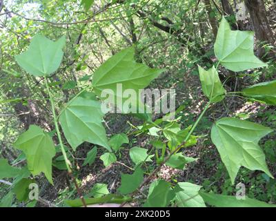 chalk maple (Acer leucoderme) Plantae Stock Photo - Alamy