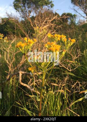 rayless ragwort (Senecio aronicoides) Plantae Stock Photo - Alamy