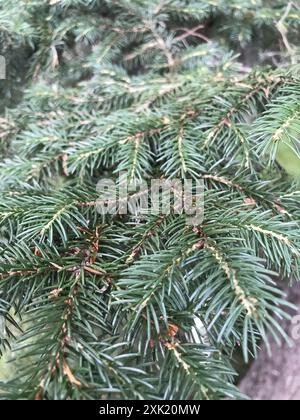 red spruce (Picea rubens) Plantae Stock Photo - Alamy