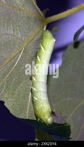 Achemon Sphinx (Eumorpha achemon) Insecta Stock Photo - Alamy