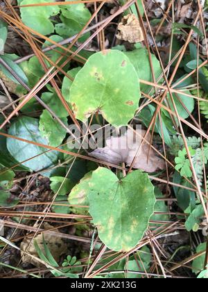 American Coinwort (Centella erecta) Plantae Stock Photo - Alamy