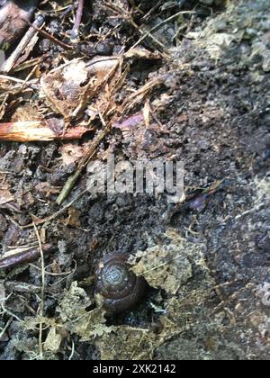 Typical Glass Snails (Oxychilus) Mollusca Stock Photo - Alamy