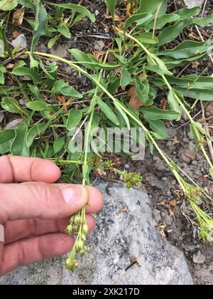Front Range Beardtongue (Penstemon virens) Plantae Stock Photo - Alamy