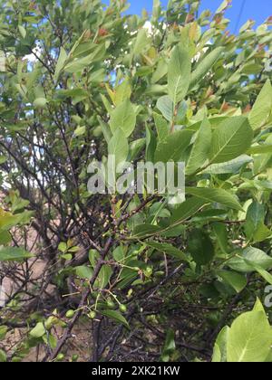 Beach Plum (Prunus maritima) Plantae Stock Photo - Alamy