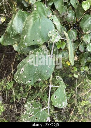 mustang grape (Vitis mustangensis) Plantae Stock Photo - Alamy